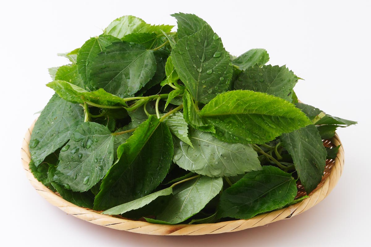 モロヘイヤは野菜No.1の栄養宝庫。モロヘイヤの効能 効果と毒性の注意点 | 栄養BOX